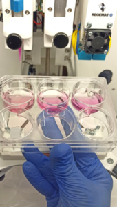 Preparation of nanofibrillated cellulose + alginate hybrid bioinks ...