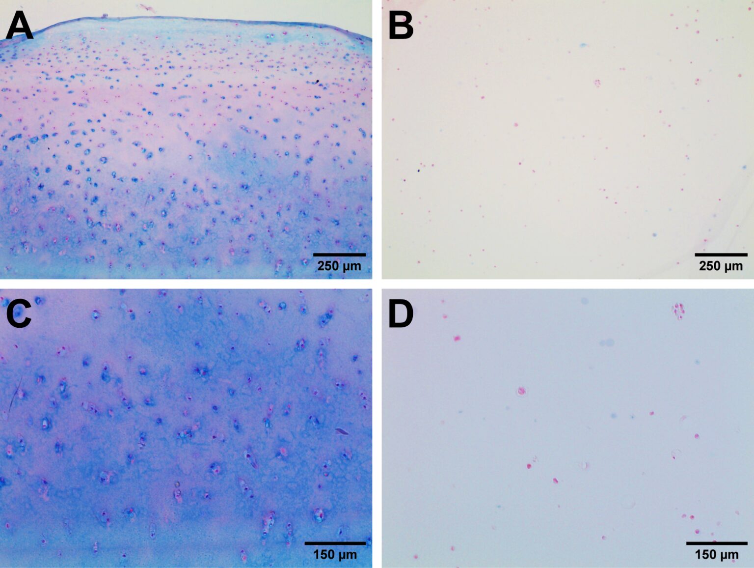 Alcian Blue & Nuclear Fast Red Staining of Alginate-based Hydrogels ...