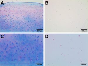 Alcian Blue & Nuclear Fast Red Staining of Alginate-based Hydrogels - labmethods