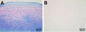 Alcian Blue & Nuclear Fast Red Staining of Alginate-based Hydrogels - labmethods